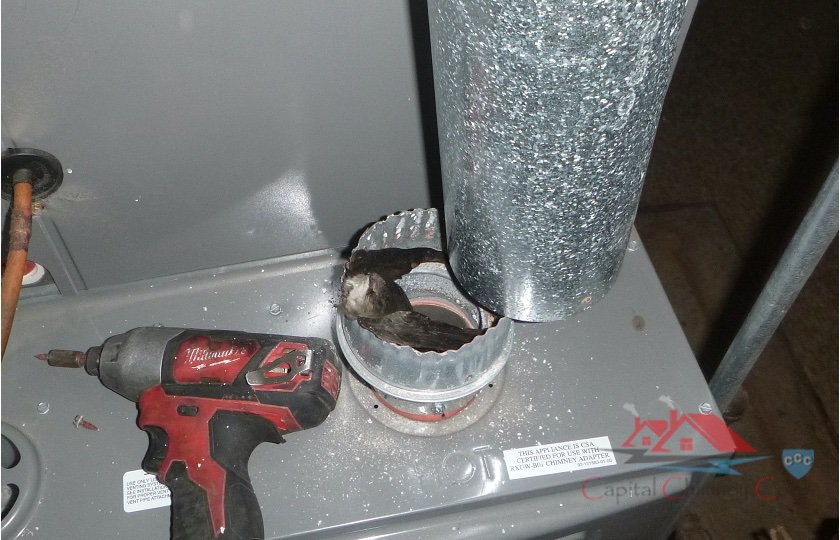 Chimney Nest & Animal Removal | Capital Chimney Corp